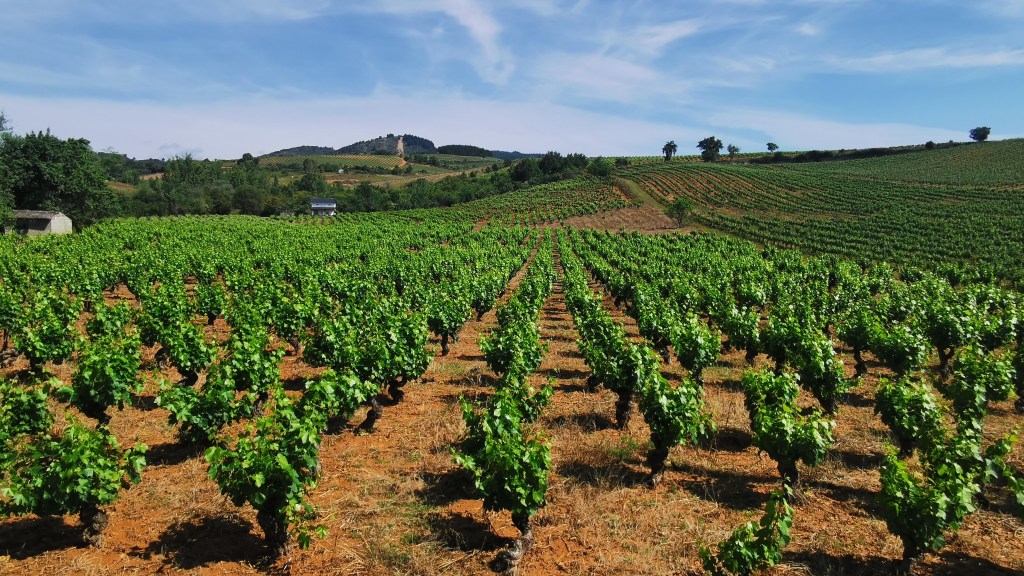 Vinos de villa o de paraje. La nueva clasificación de la DO Bierzo – EL ...